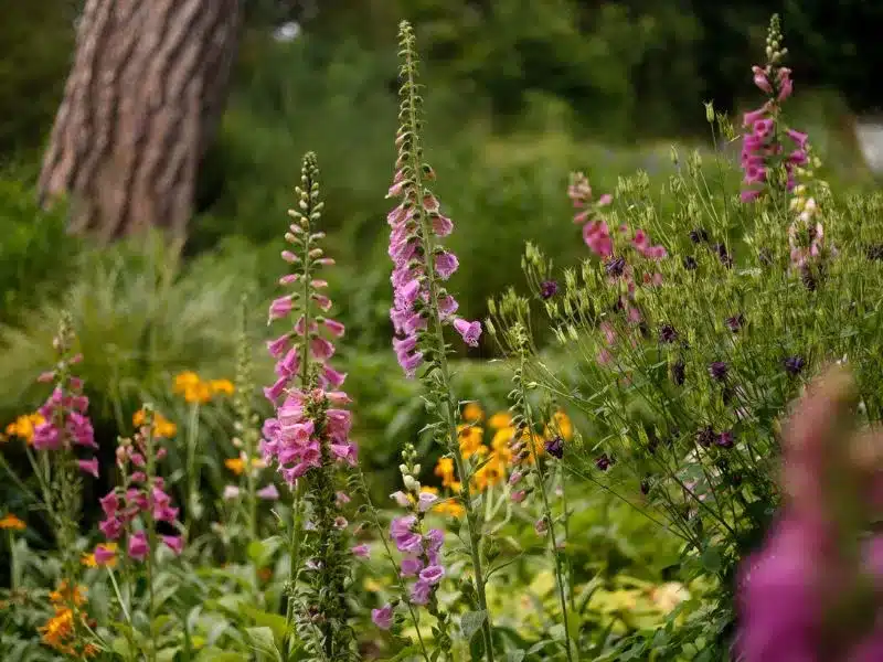 Springtime Strolls: Exploring Bristol's Parks and Gardens - Berwick Lodge